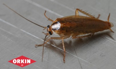 Foster Farms Takes Swing at Orkin over Roaches | Marler Blog
