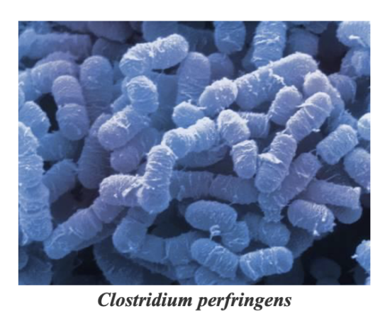 Clostridium Perfringens Linked to BBQ | Marler Blog